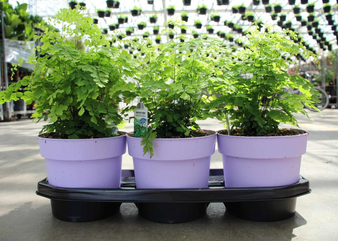 Devan Greenhouses Ltd. – Wholesale