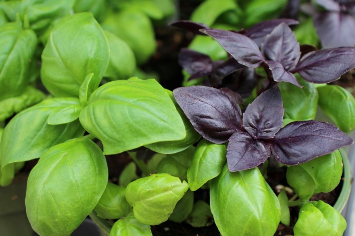 Young Plants – Devan Greenhouses Ltd.