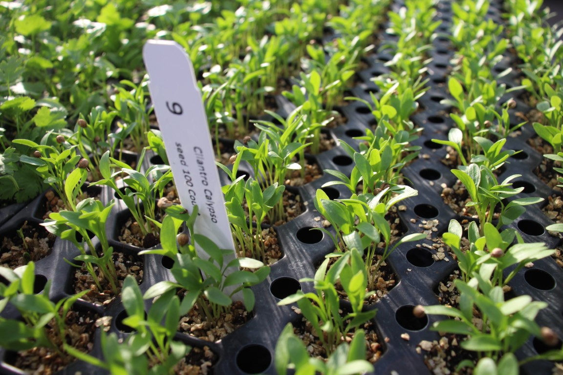 Young Plants – Devan Greenhouses Ltd.