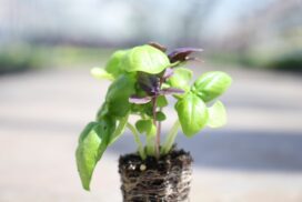 Devan Greenhouses Ltd. – Wholesale