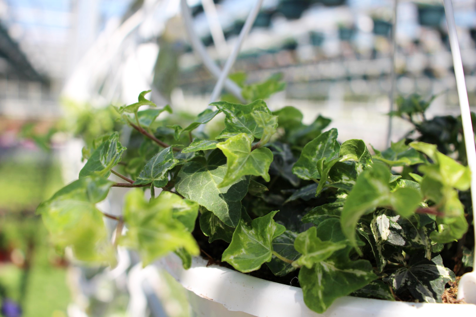 Young Plants – Devan Greenhouses Ltd.