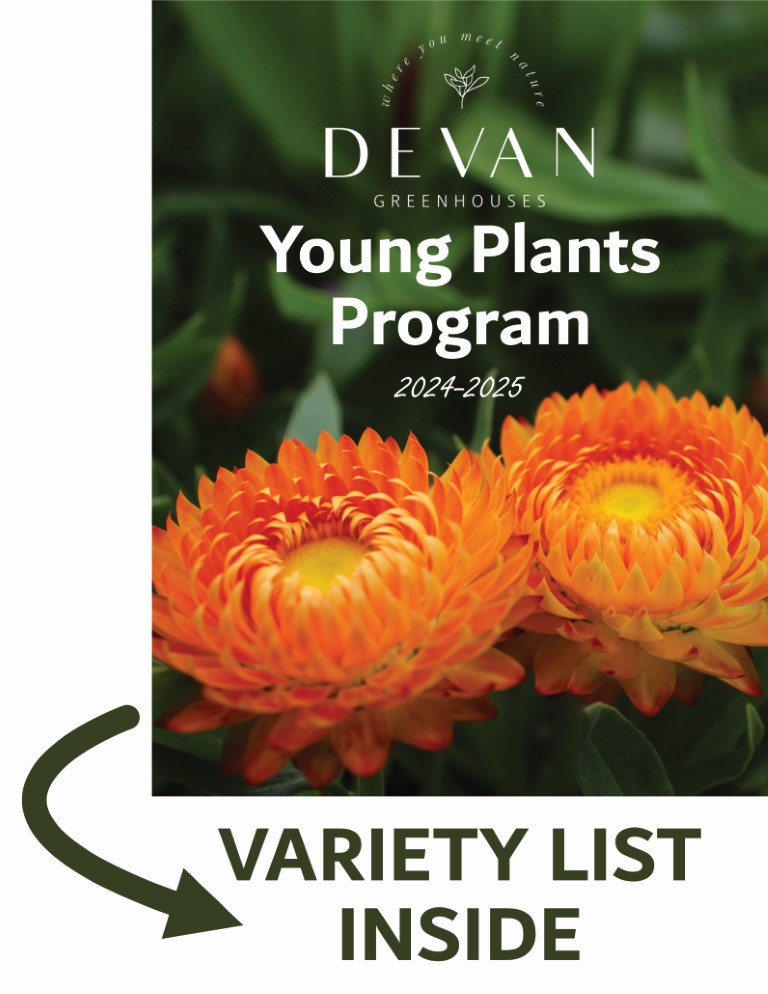Young Plants – Devan Greenhouses Ltd.